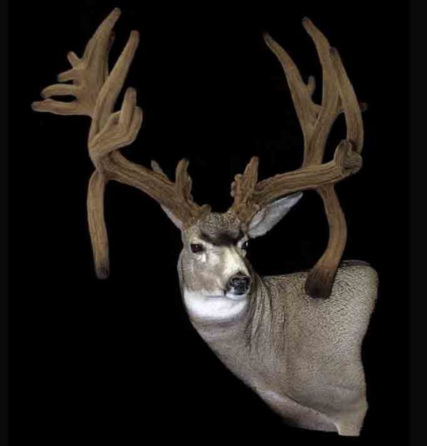 Lifelike Antler Velvet Replication | Antlers by Klaus