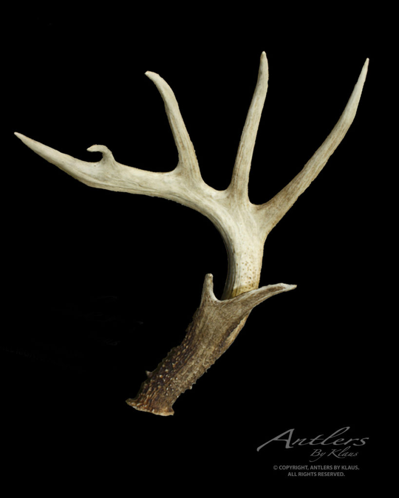 Jason Eversman Shed - Antlers by Klaus