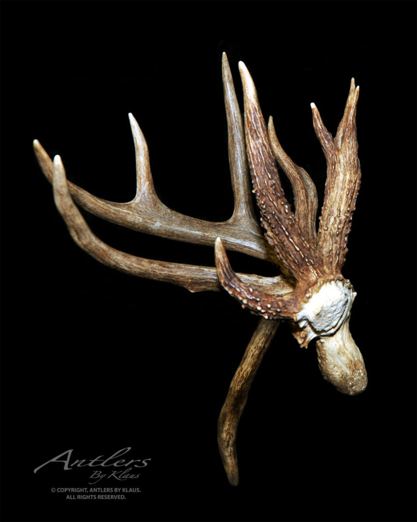 No 4 Cluster Shed Antlers By Klaus 