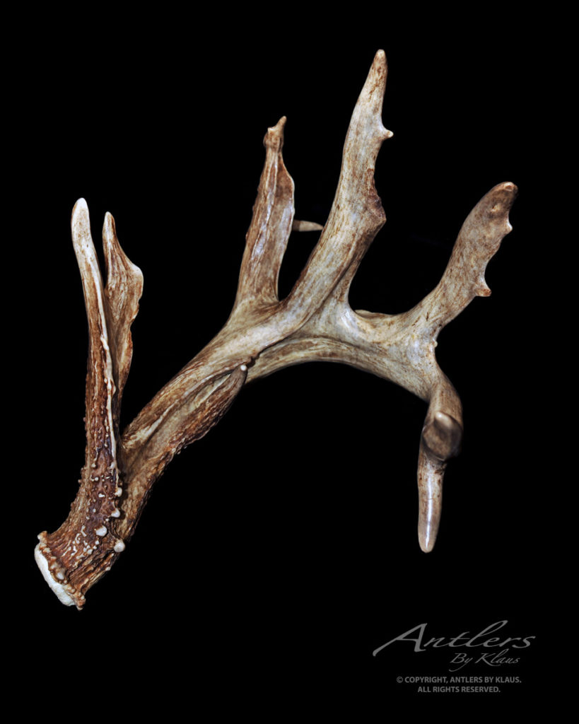 Albia Shed - Antlers by Klaus