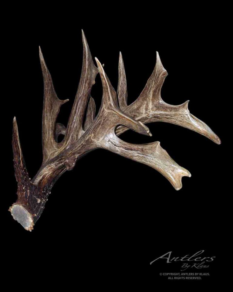 Minnesota Monarch Left Shed - Antlers by Klaus