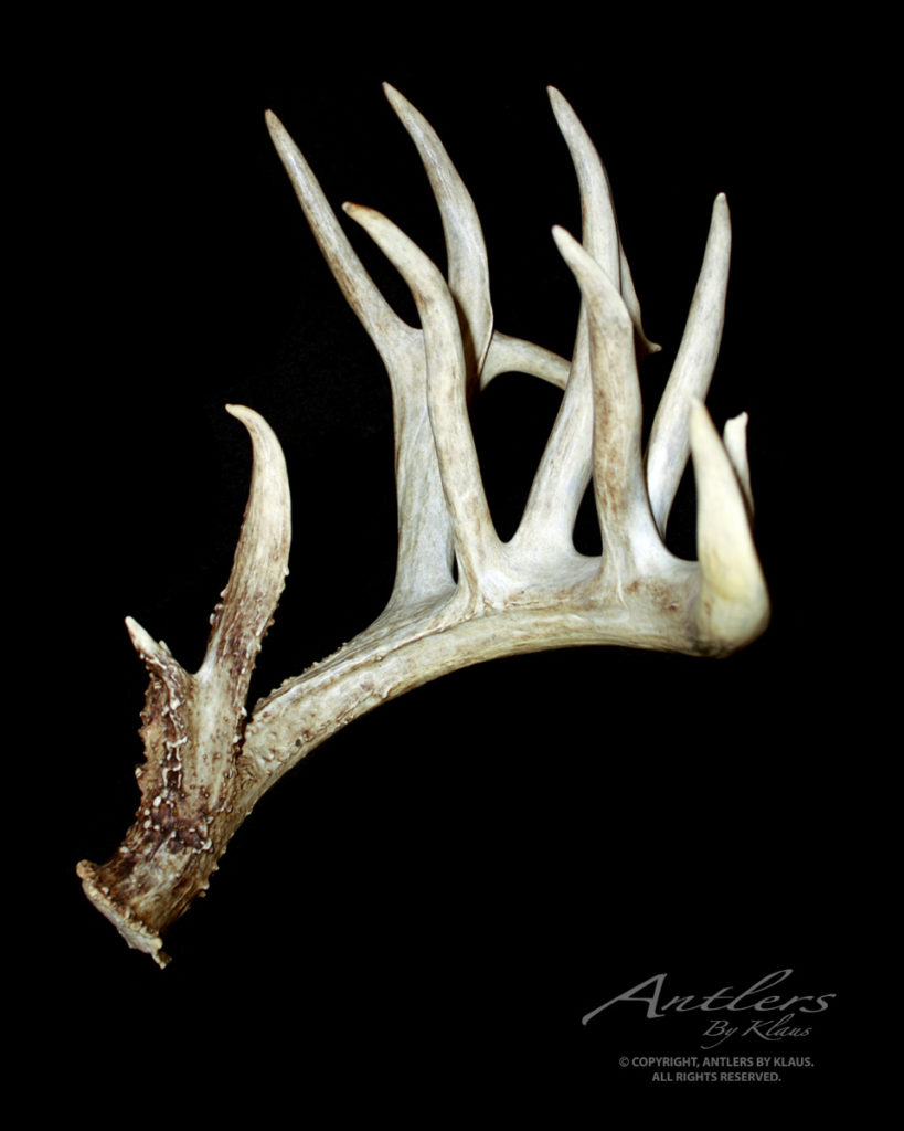 Cummings Shed - Antlers by Klaus