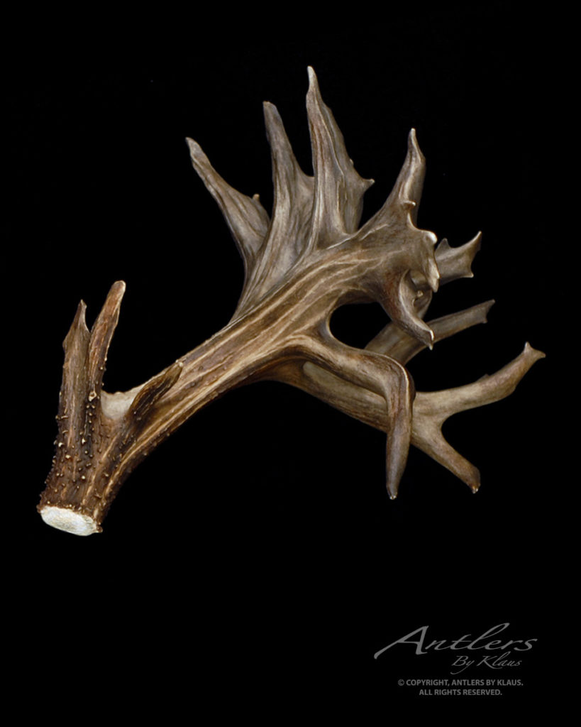 Holy Moses Left Single Shed - Antlers by Klaus