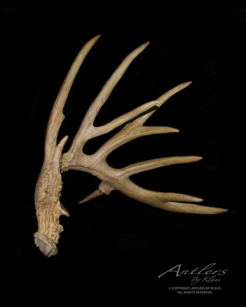 Amish Shed - Antlers by Klaus