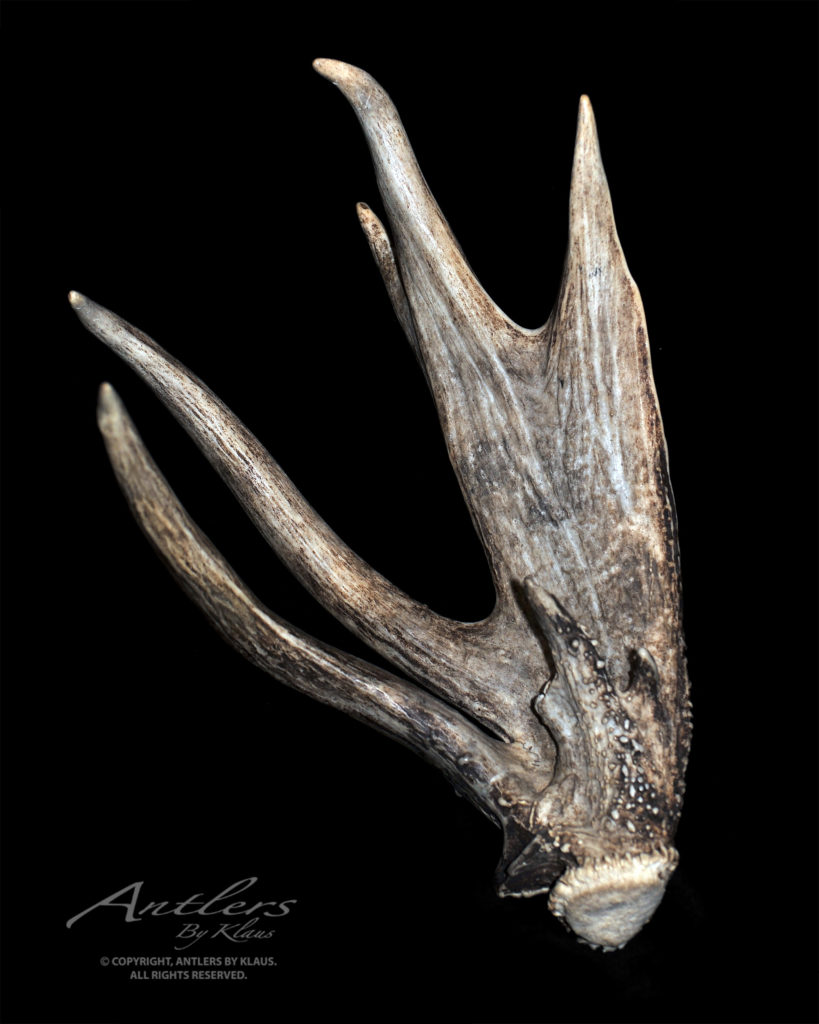 Paddle Shed - Antlers by Klaus