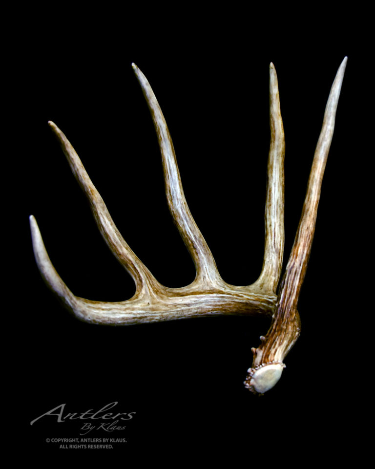 World Record 5 Point Shed - Antlers by Klaus