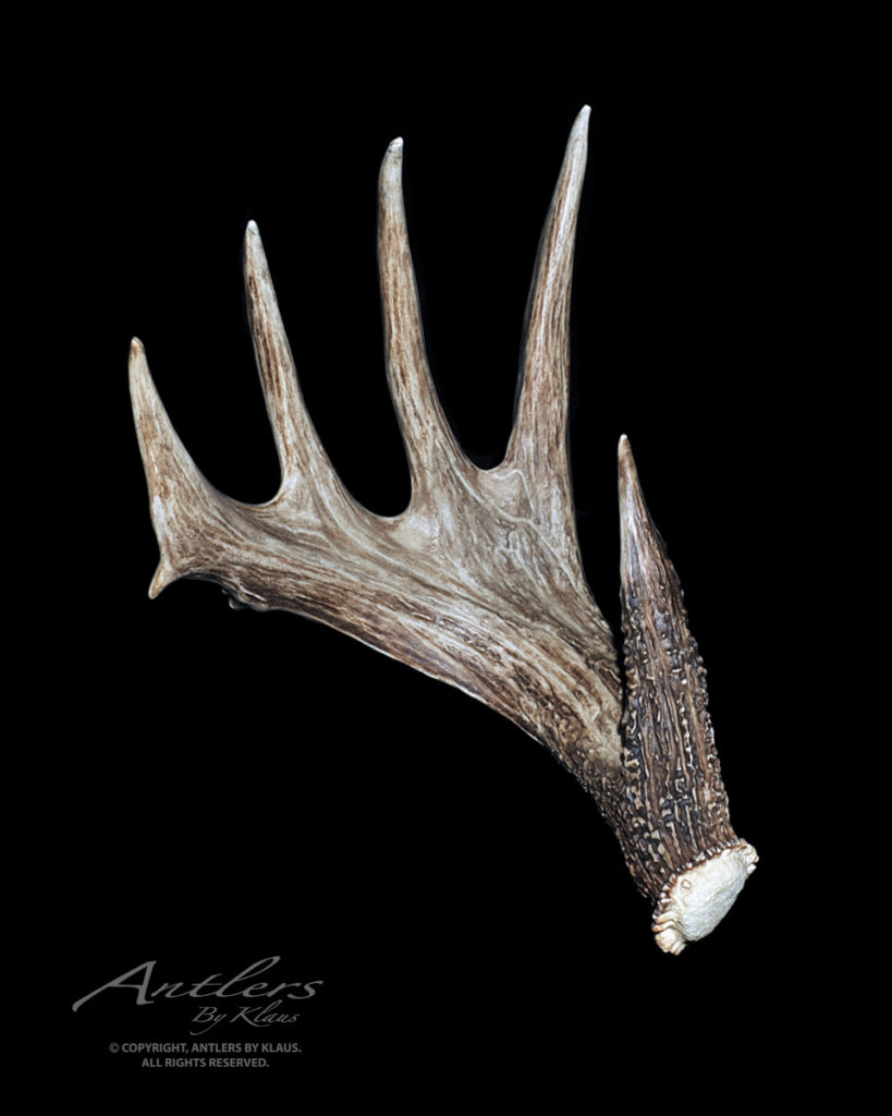 Fatso - Antlers by Klaus