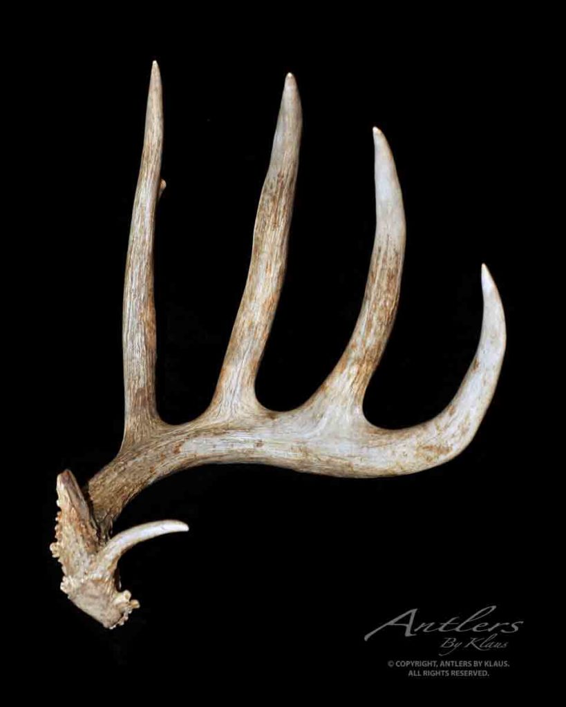 Petry Shed - Antlers by Klaus