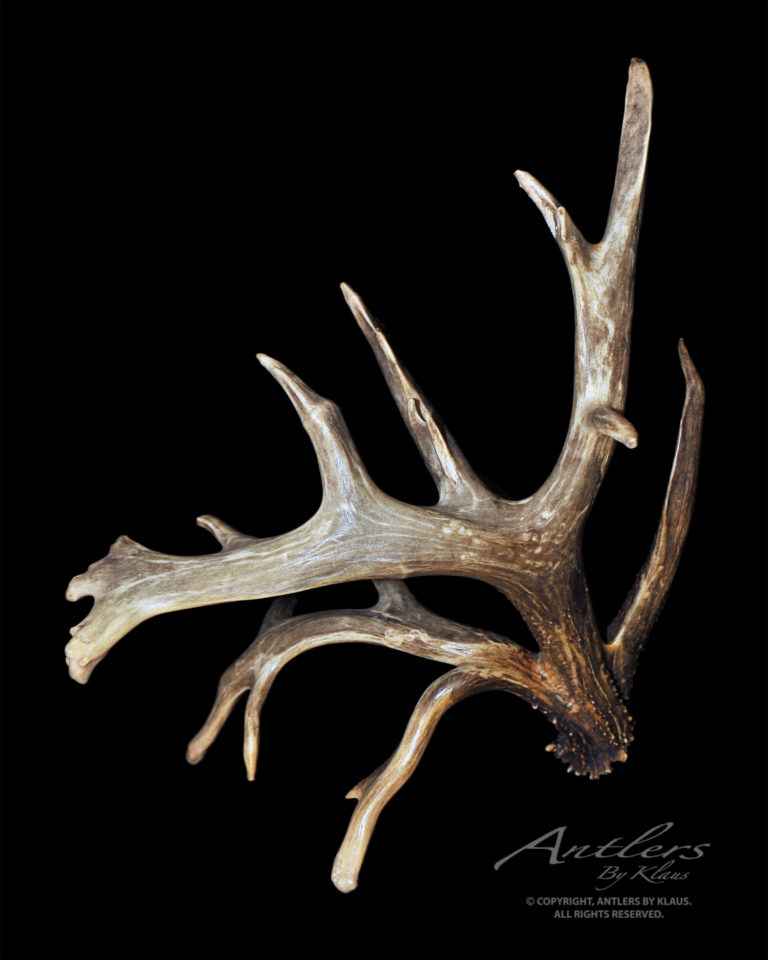 Minnesota 144" - Antlers by Klaus