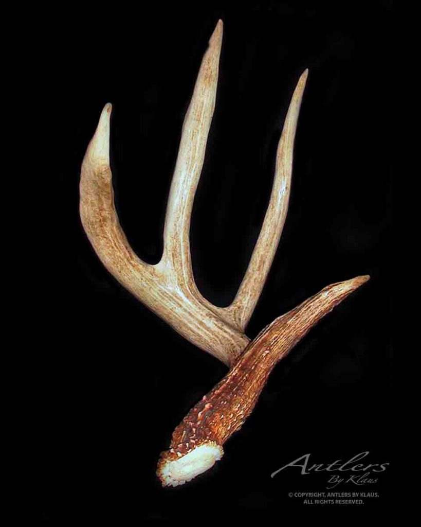 Fickes 4 Point Shed - Antlers by Klaus