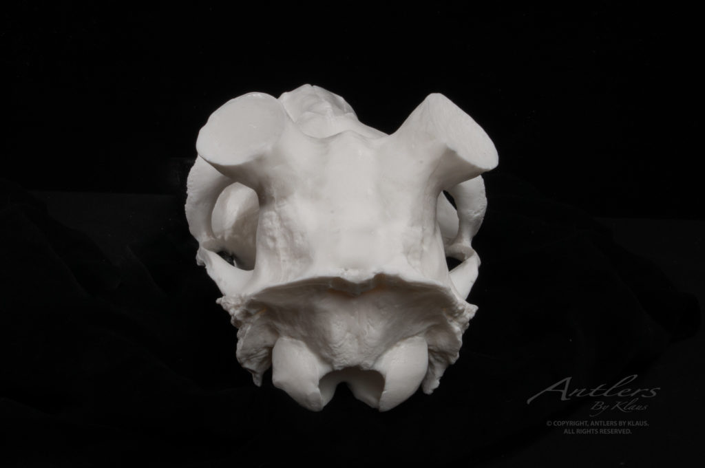 Elk Skull - Antlers by Klaus