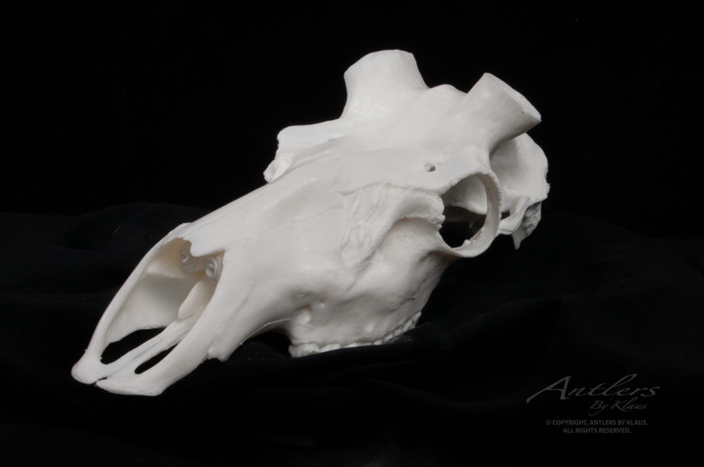 Elk Skull - Antlers by Klaus