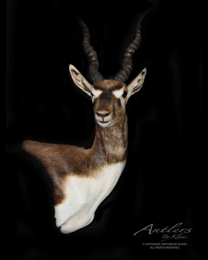 Black Buck - Antlers by Klaus