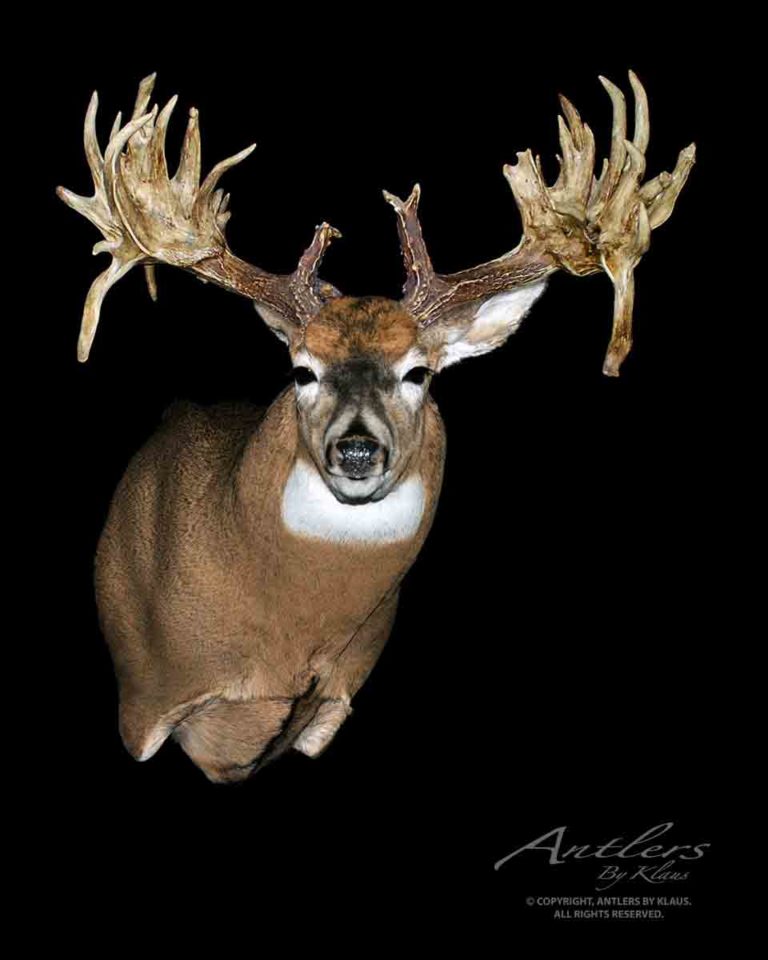 Tony Fulton Buck - Antlers by Klaus