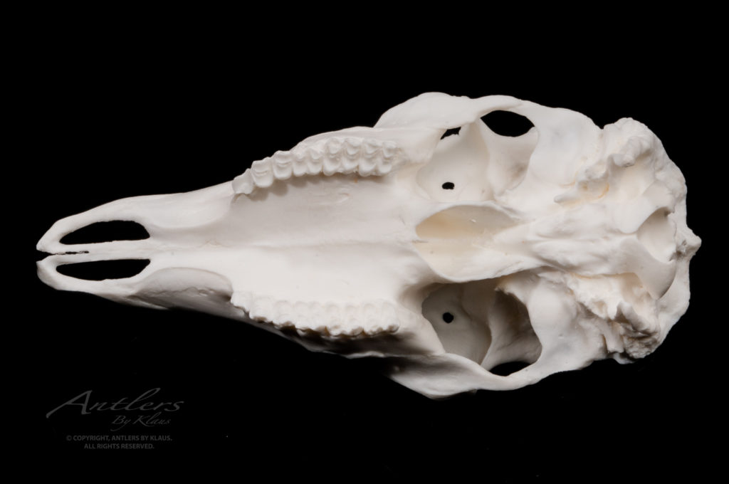 Mule Deer Skull - Antlers by Klaus