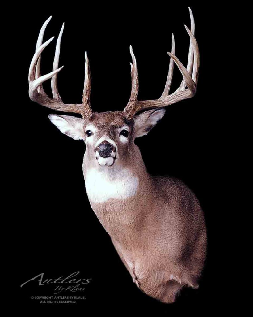 Dodd Porter Buck - Antlers by Klaus