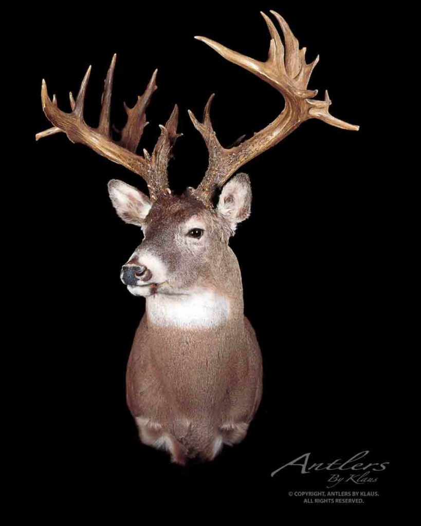 Homer Pearson Buck - Antlers by Klaus