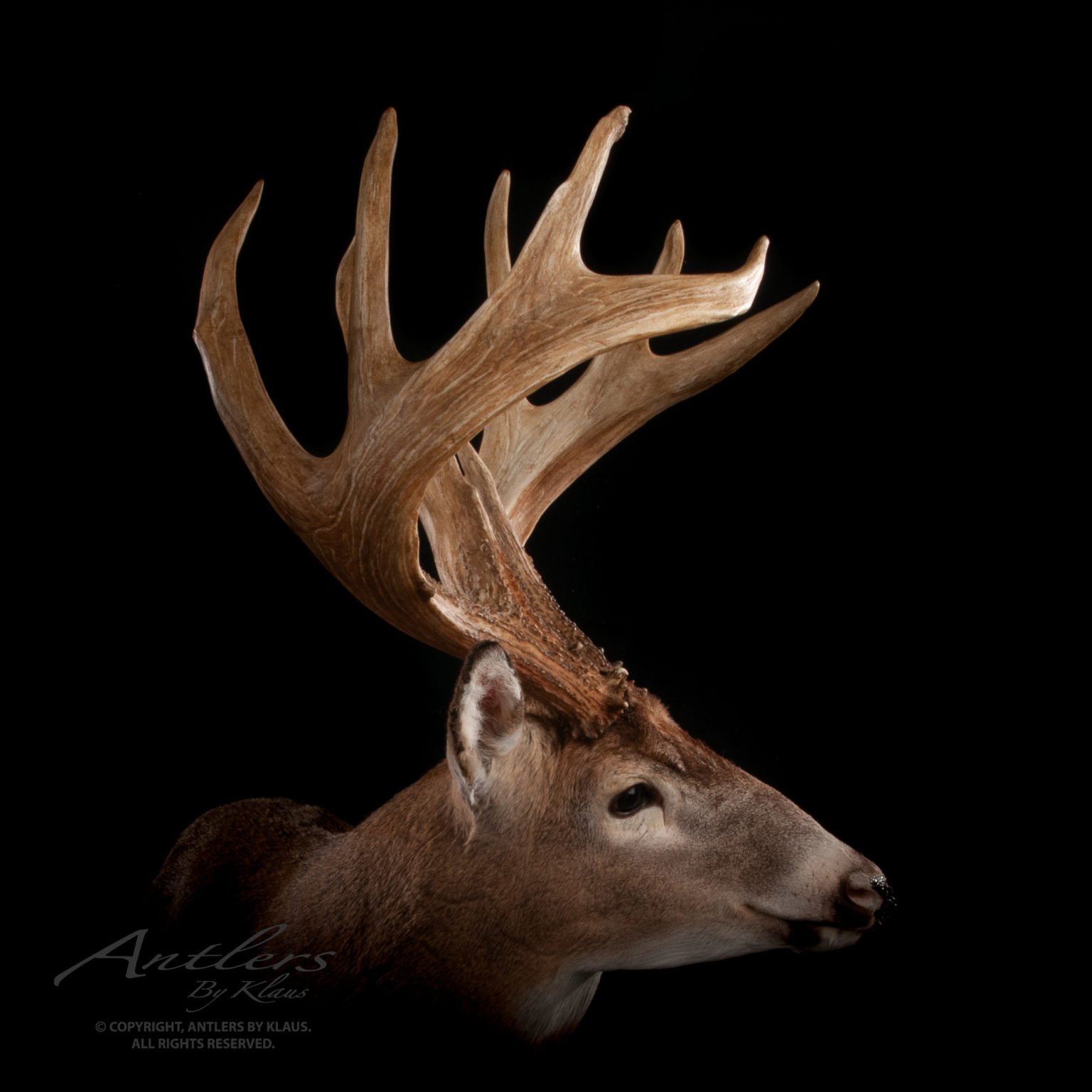 Jordan Buck - Antlers by Klaus