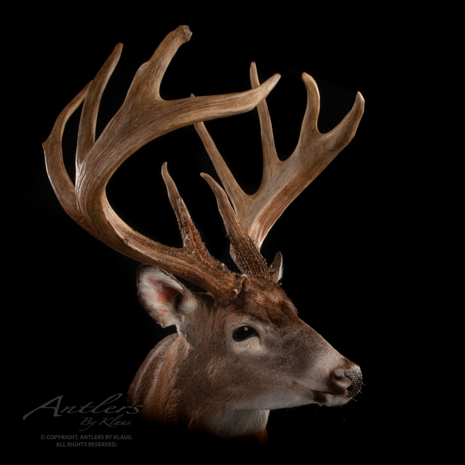 World-Class Antler Reproductions | Antlers by Klaus