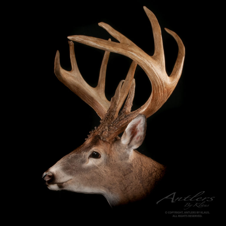 Jordan Buck - Antlers by Klaus