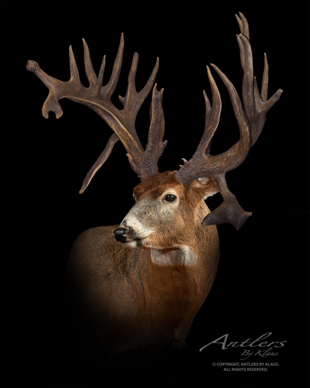 Braund Buck - Antlers by Klaus