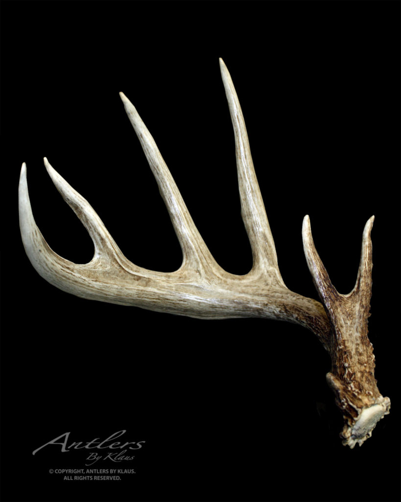 Conger Shed - Antlers by Klaus
