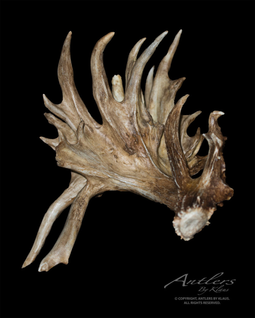Fulton Shed - Antlers by Klaus