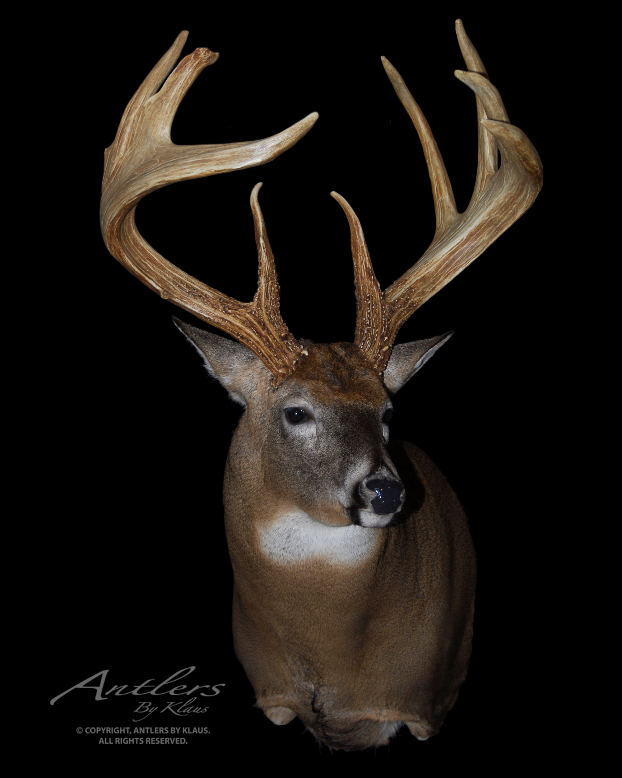 Jordan Buck - Antlers by Klaus