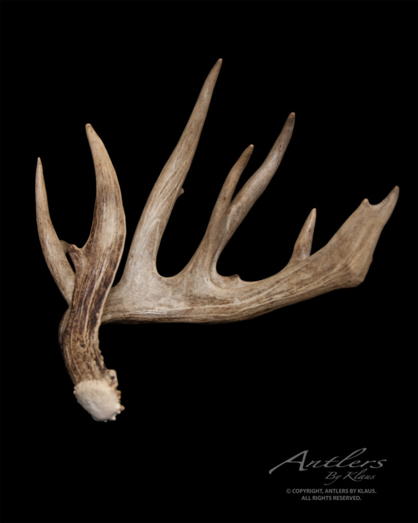 Koberstein Left Shed - Antlers by Klaus