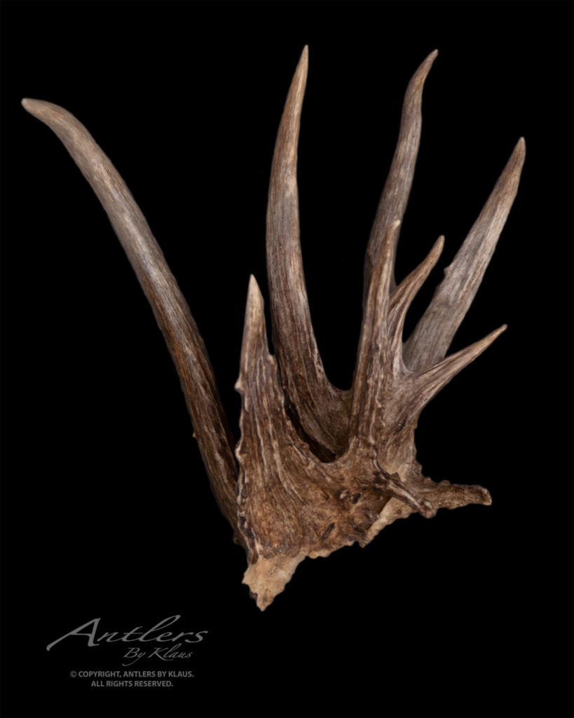 Missouri Cluster Shed - Antlers by Klaus