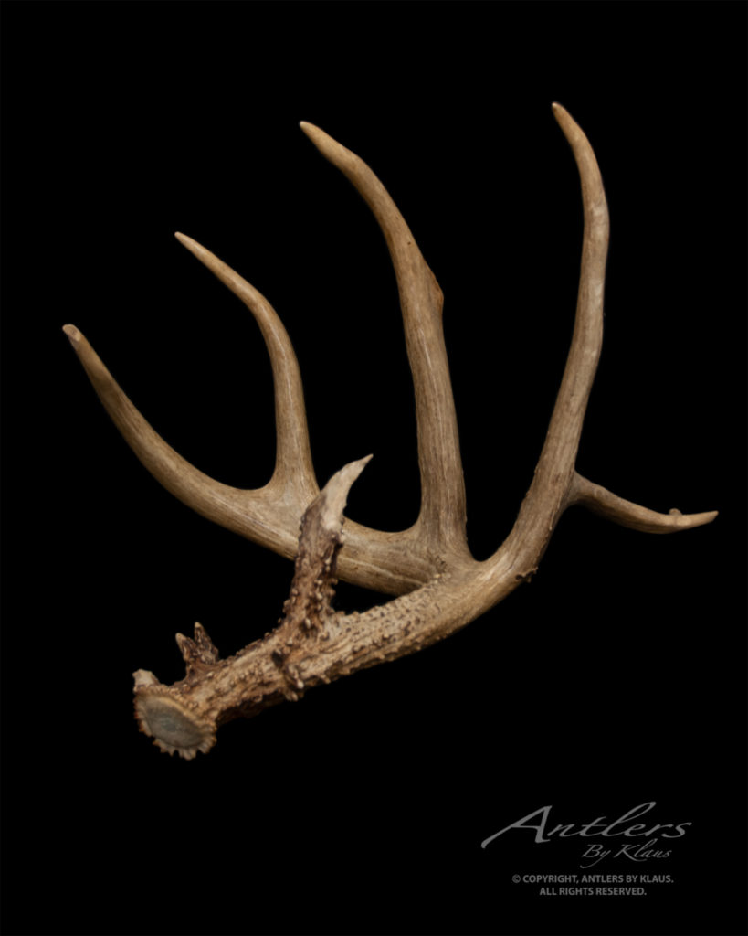 Menini Flyer Shed - Antlers by Klaus