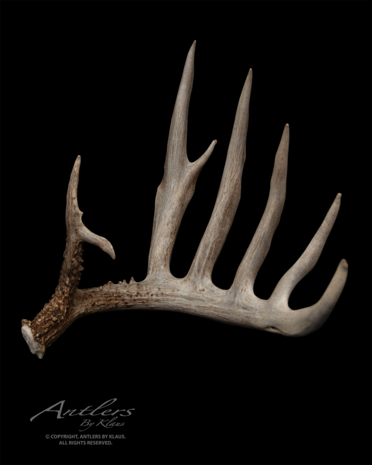 OG Buck Shed Left - Antlers by Klaus