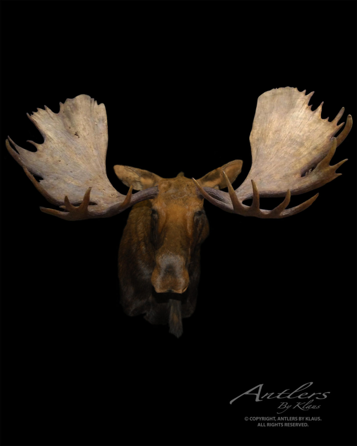 Rex Nick Record Moose - Antlers by Klaus