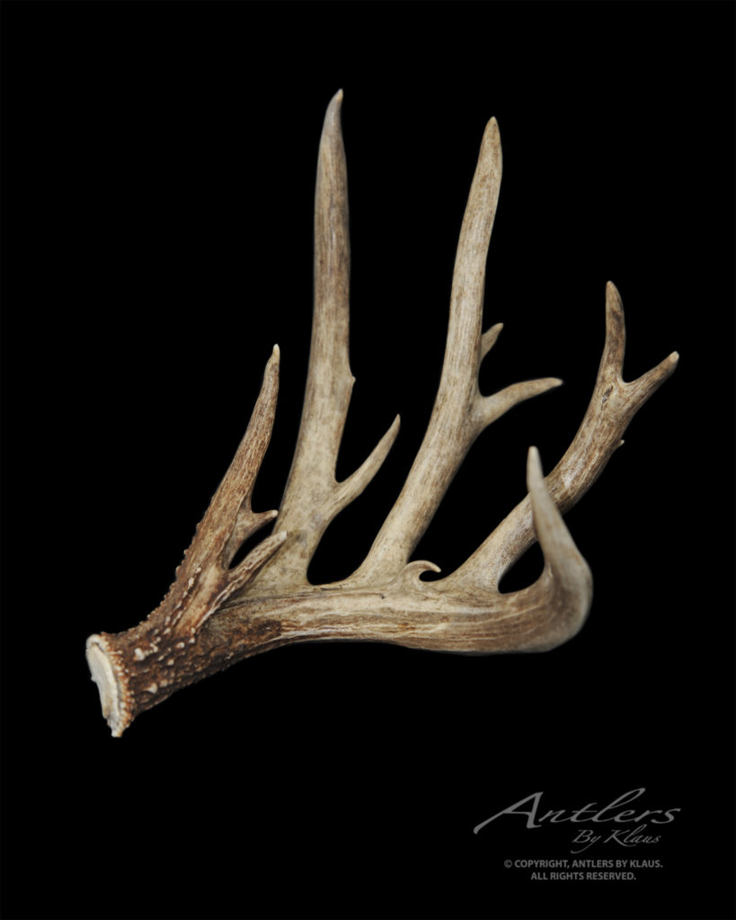 Cade Hays Shed - Antlers by Klaus