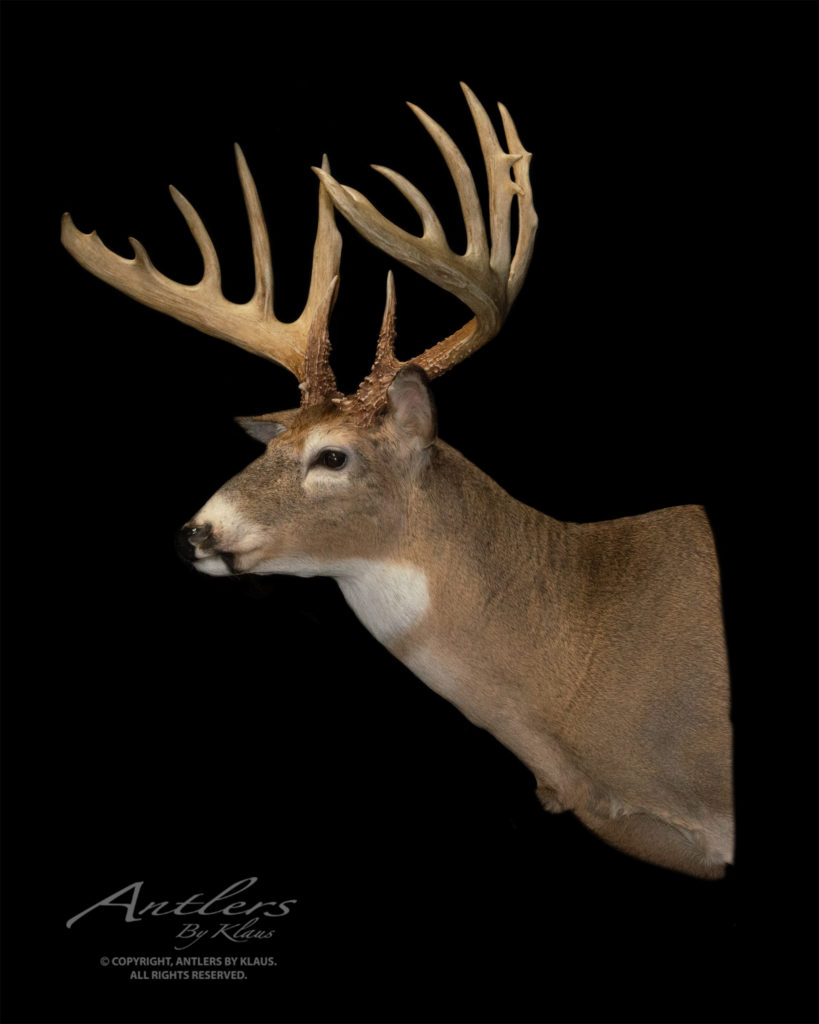 Jason Erb Buck - Antlers by Klaus
