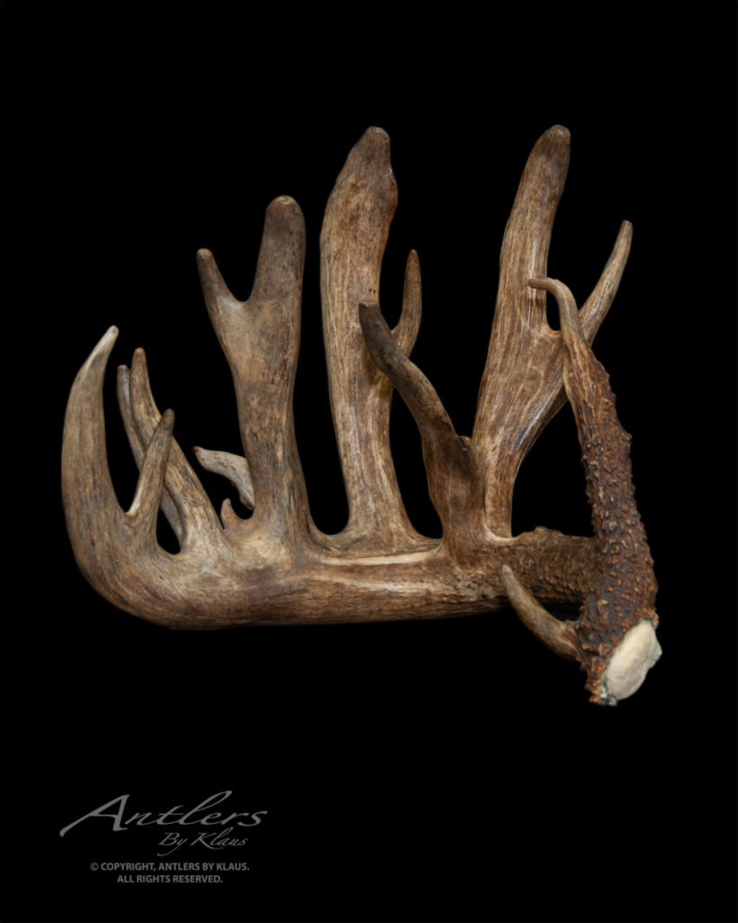 Frostbite Shed - Antlers by Klaus
