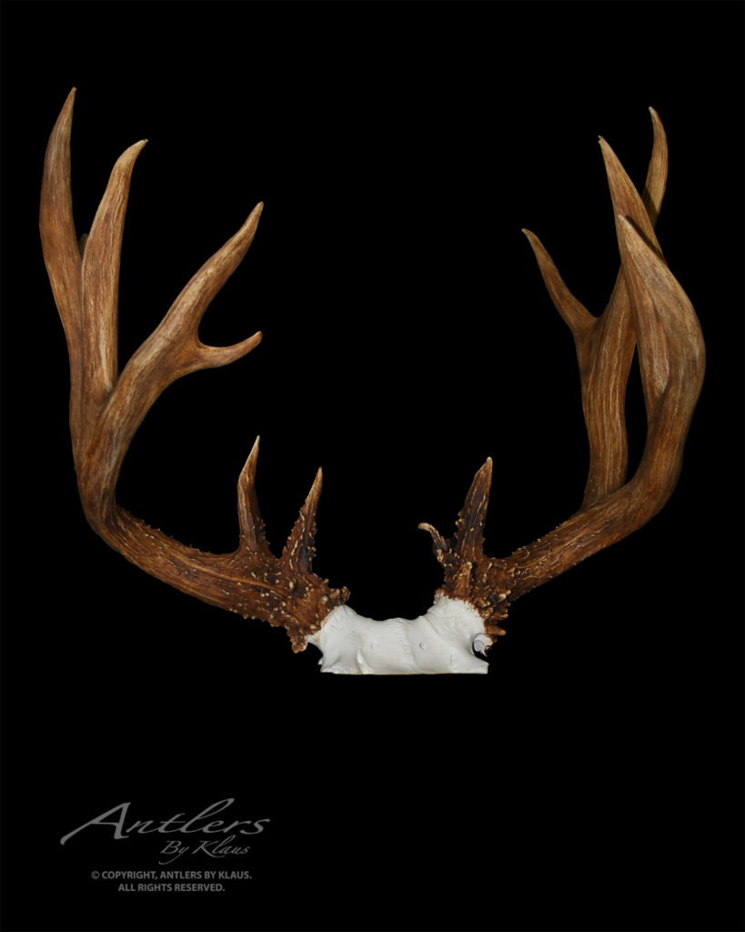 Blacktail - Antlers by Klaus