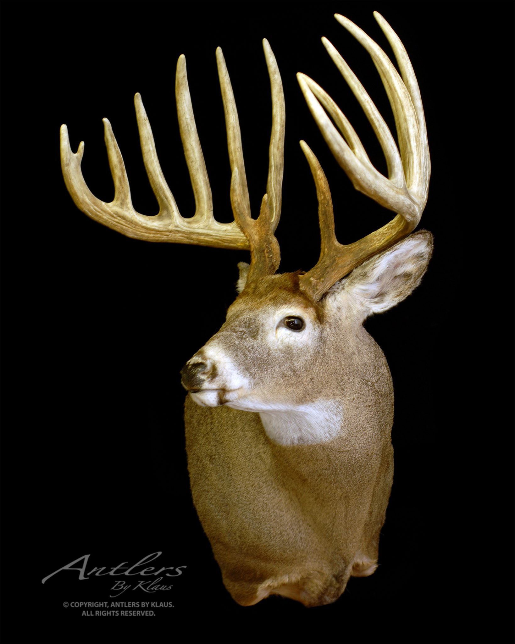 Knifehandle I set. Tom Sexton - Antlers by Klaus