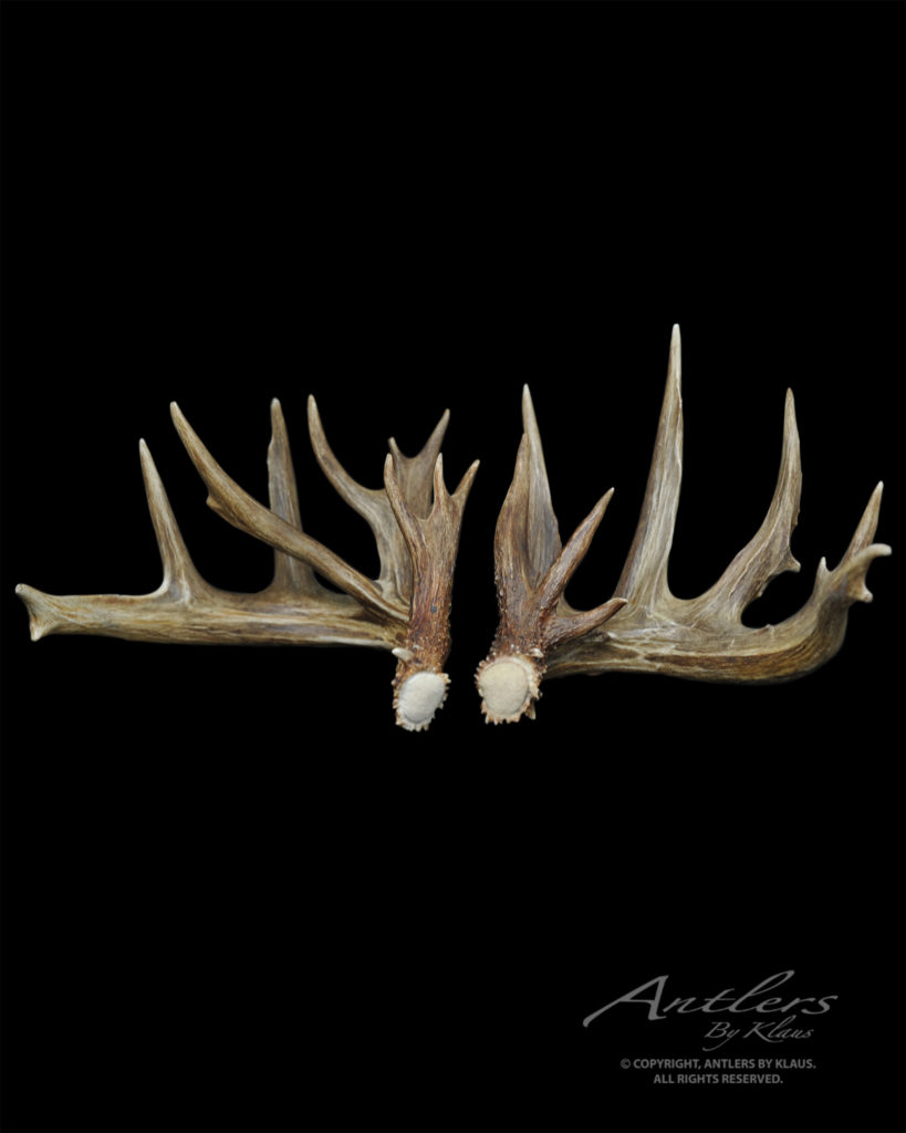 Minnesota Monarch Sheds III set - Antlers by Klaus