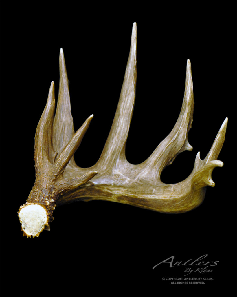 Minnesota Monarch Sheds #3 Left 1991 - Antlers by Klaus