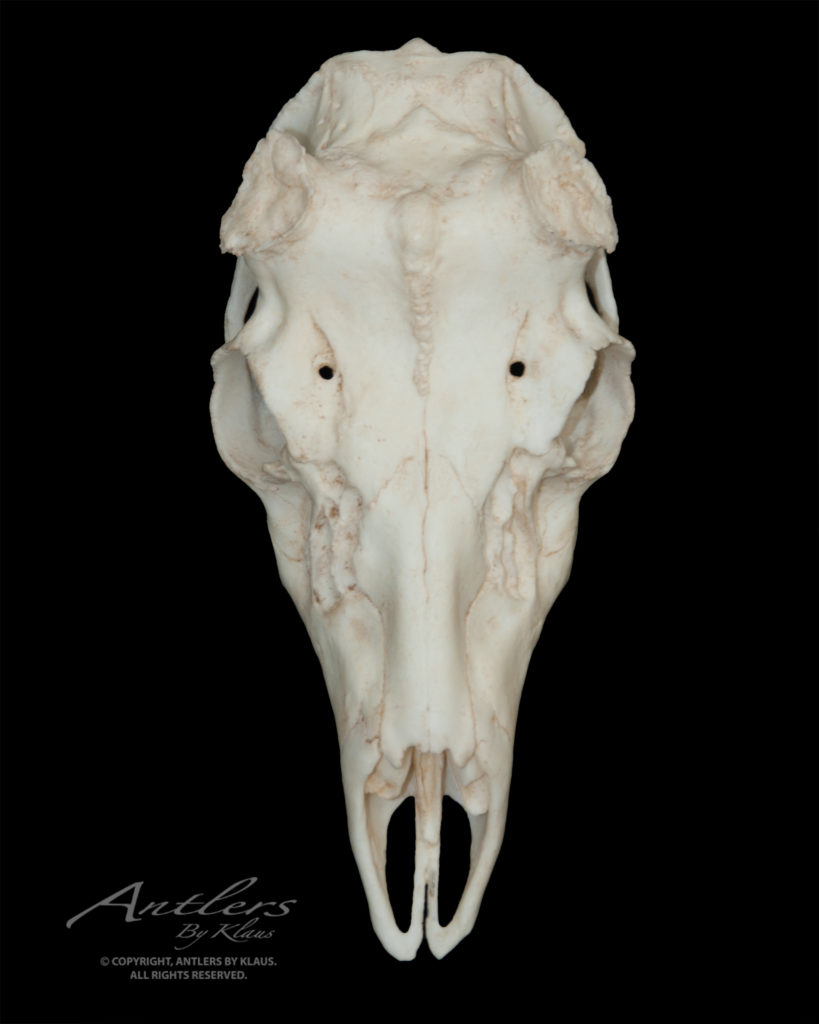 Mule Deer Skull - Antlers by Klaus