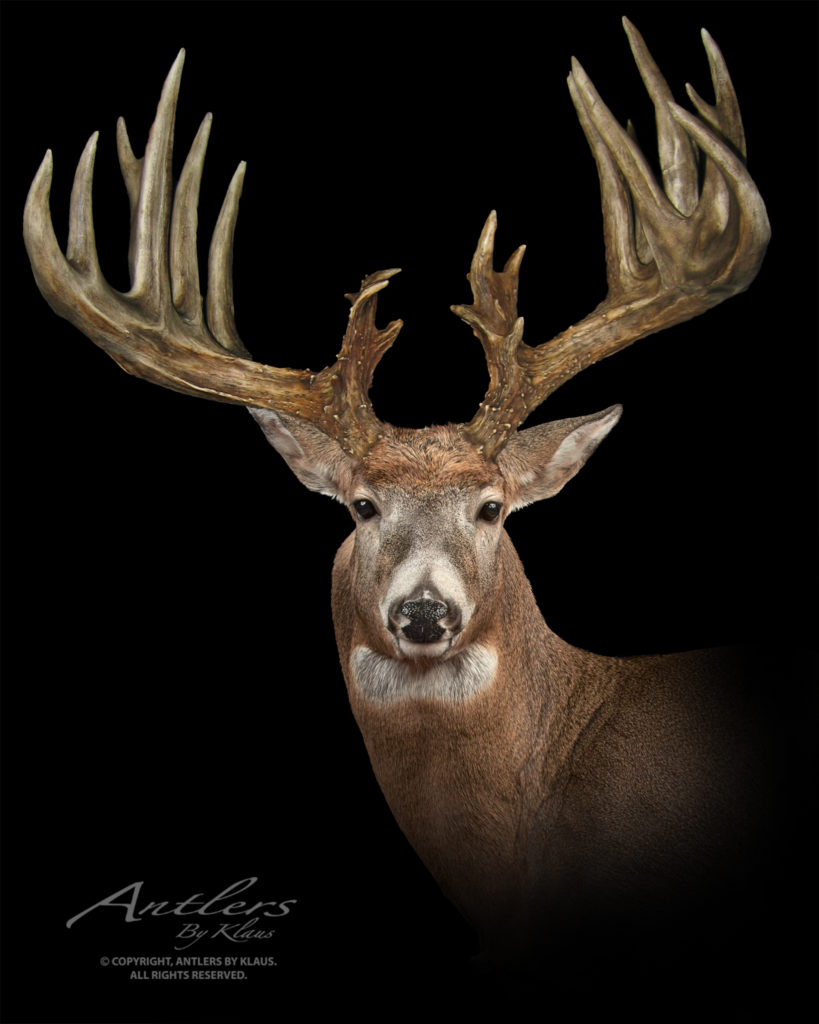 Tom Sclieman Sheds - Antlers by Klaus
