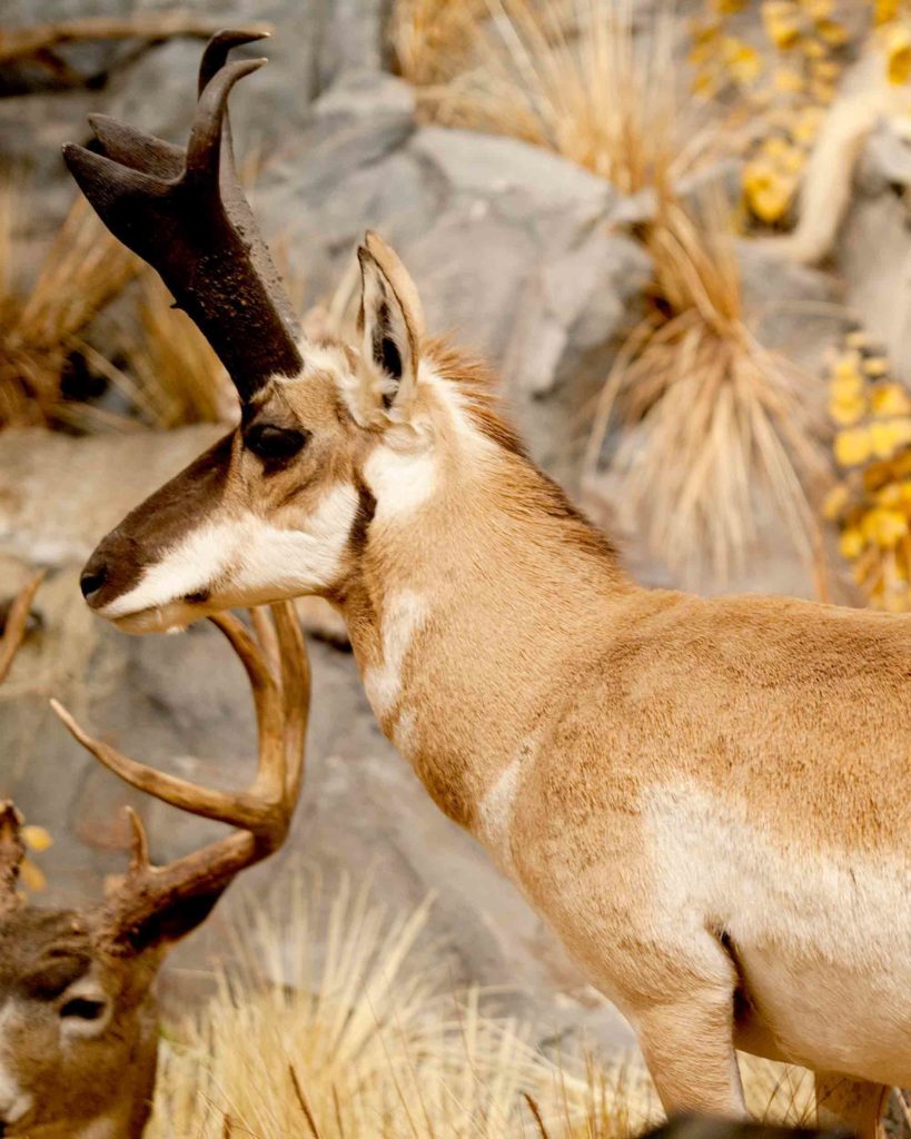 Pronghorn Life-Size Skins - Antlers by Klaus