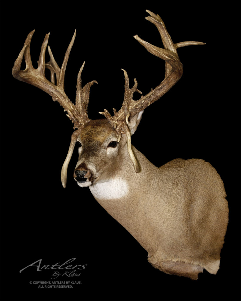 Del Austin Buck - Antlers by Klaus