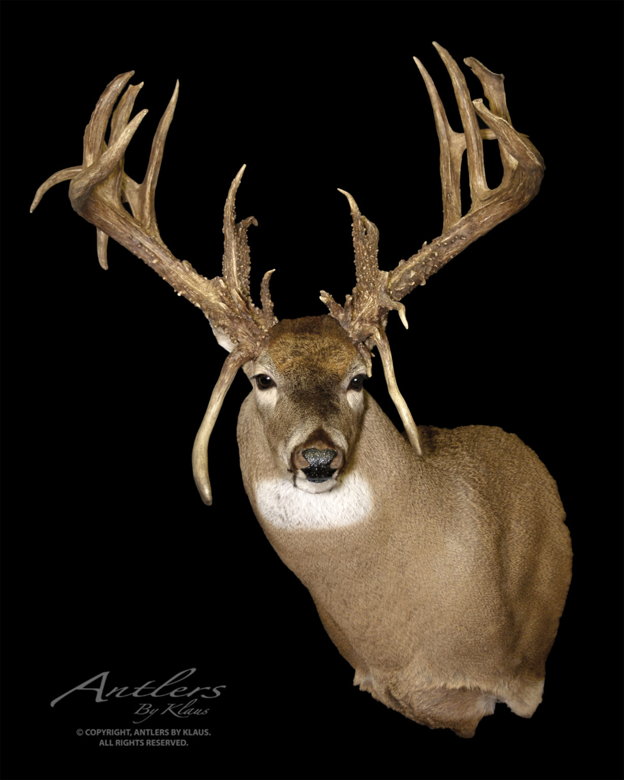 Del Austin Buck - Antlers by Klaus