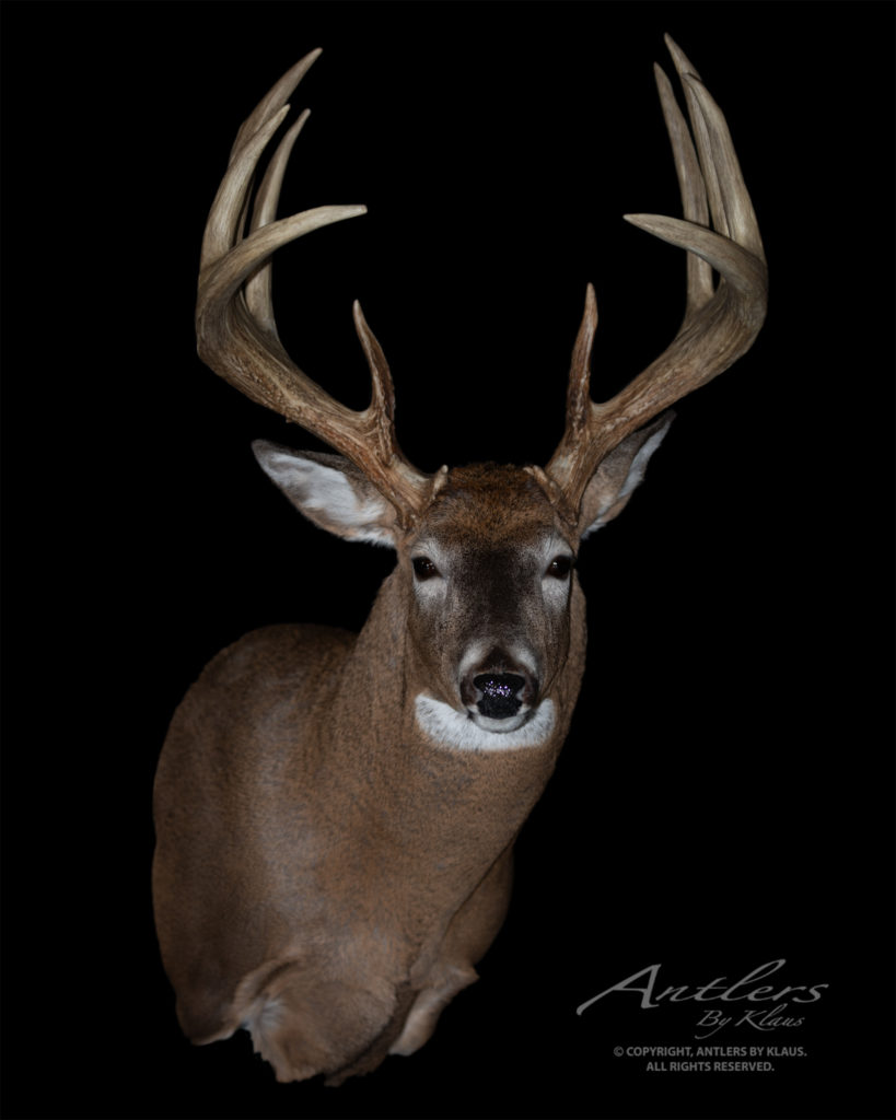Chippewa Buck - Antlers by Klaus