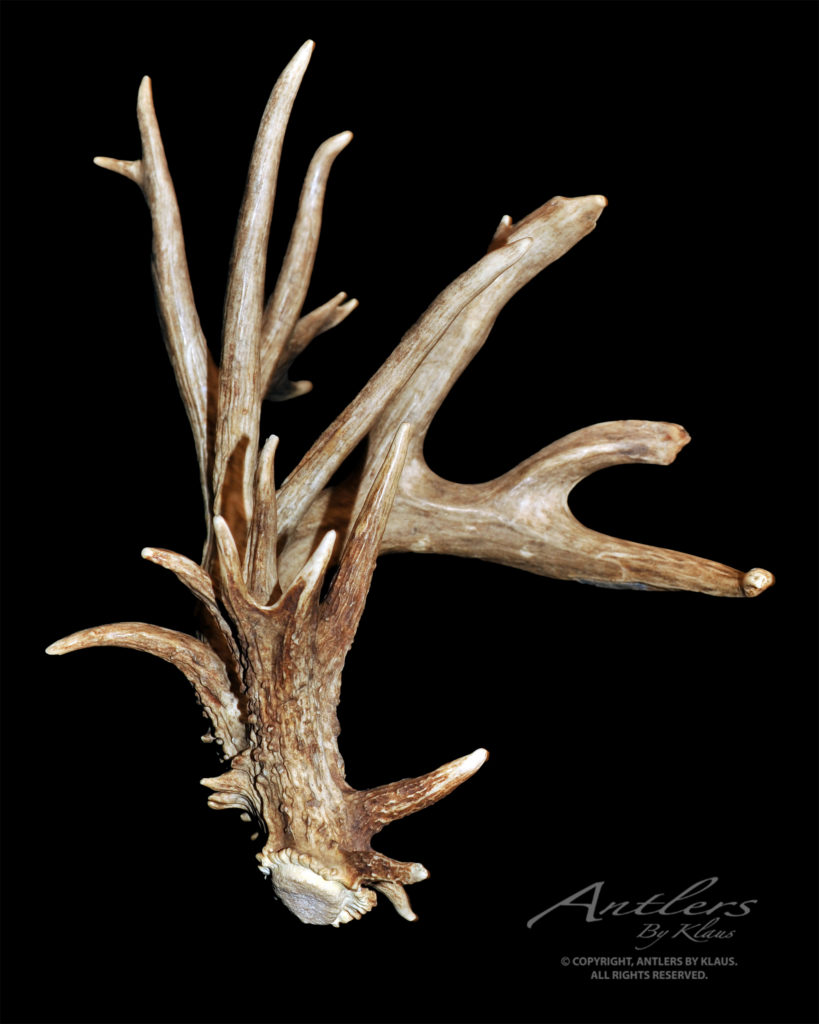 Bath Shed Single left - Antlers by Klaus
