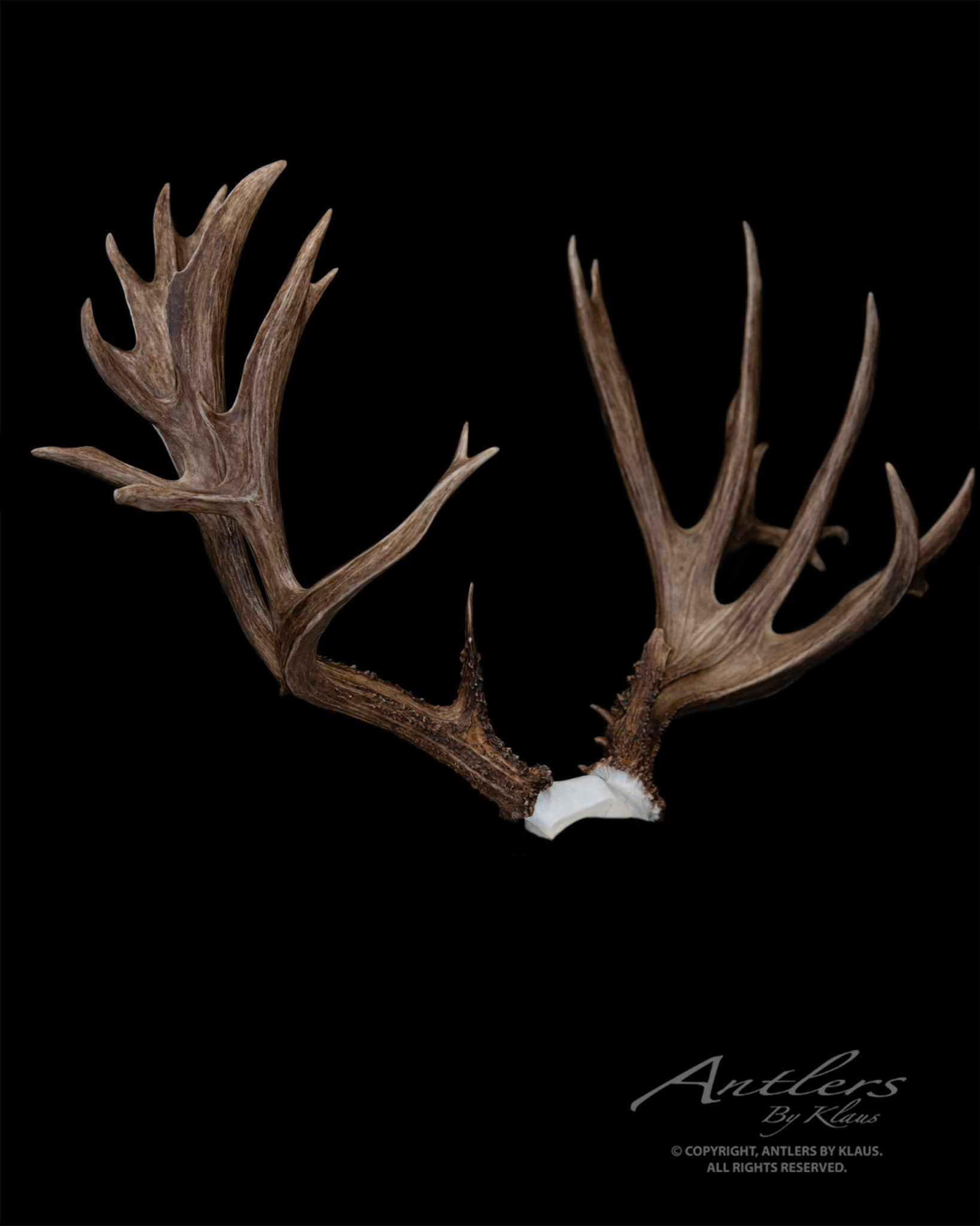 California #3 Record Mule Deer - Antlers by Klaus