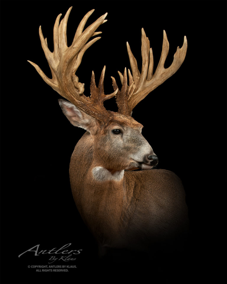 Mark Watson Buck - Antlers by Klaus