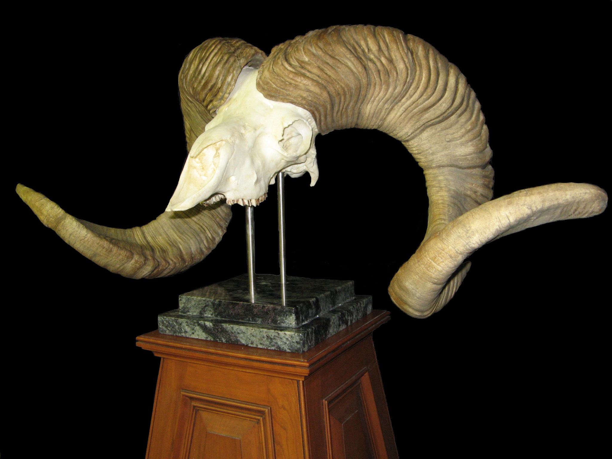 Argali - Antlers by Klaus